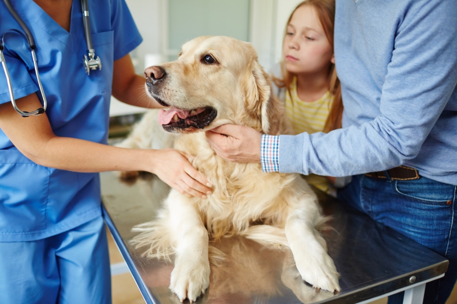 Veterinary Practice Sales Process - Sell Your Vet Clinic | PS Broker